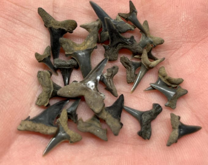 25 Fossilized Paleocene Shark Teeth From Charles County, Maryland - Etsy