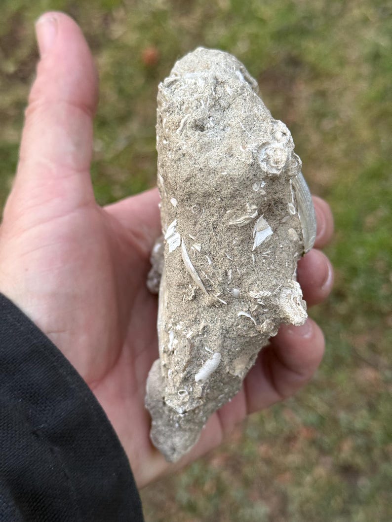 Fossil Zone 10 Calvert Formation Concretion With Chesapectens, Calvert ...