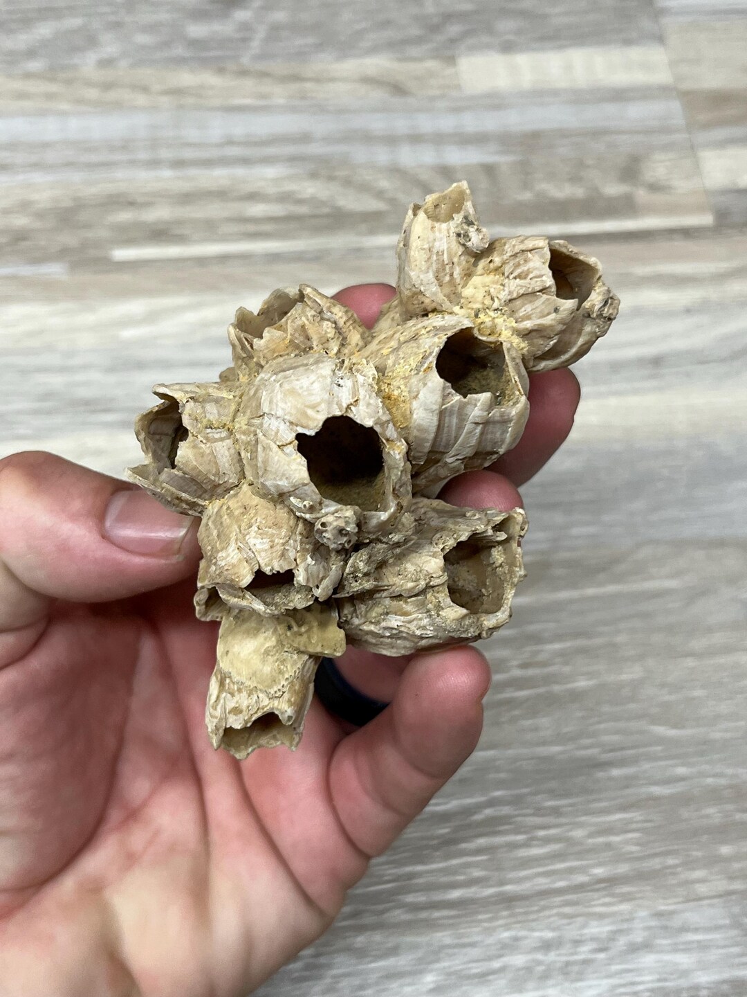 Large Fossilized Barnacle Cluster With Opercullum Plates, Choptank ...