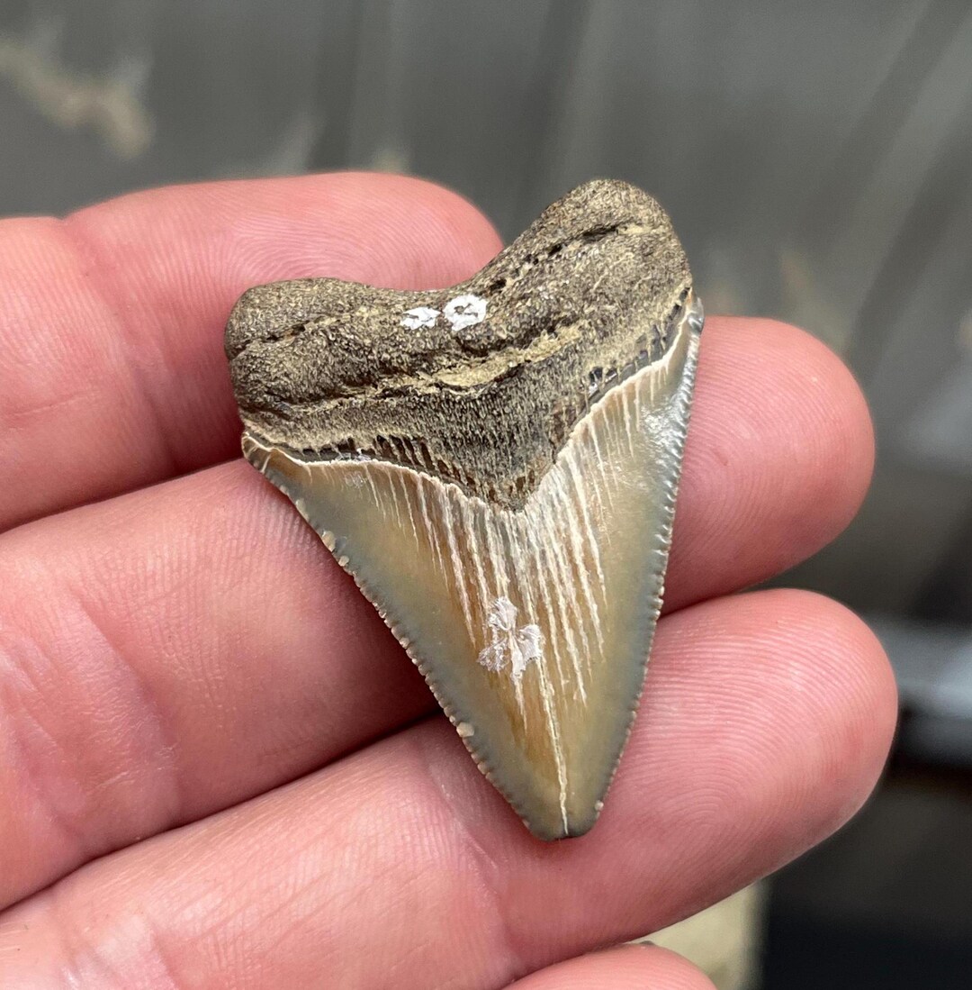 Fossilized Megalodon Shark Tooth From the Calvert Formation of Calvert ...