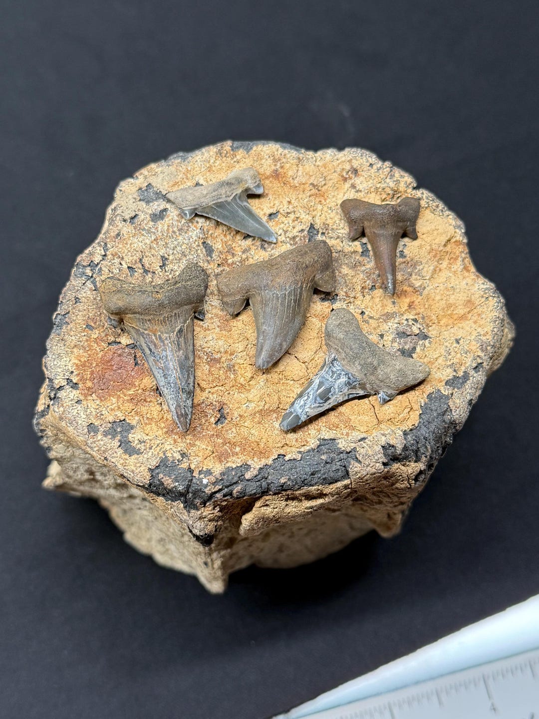 5 Fossilized Paleocene Shark Teeth, Charles County, Maryland, Paleocene ...
