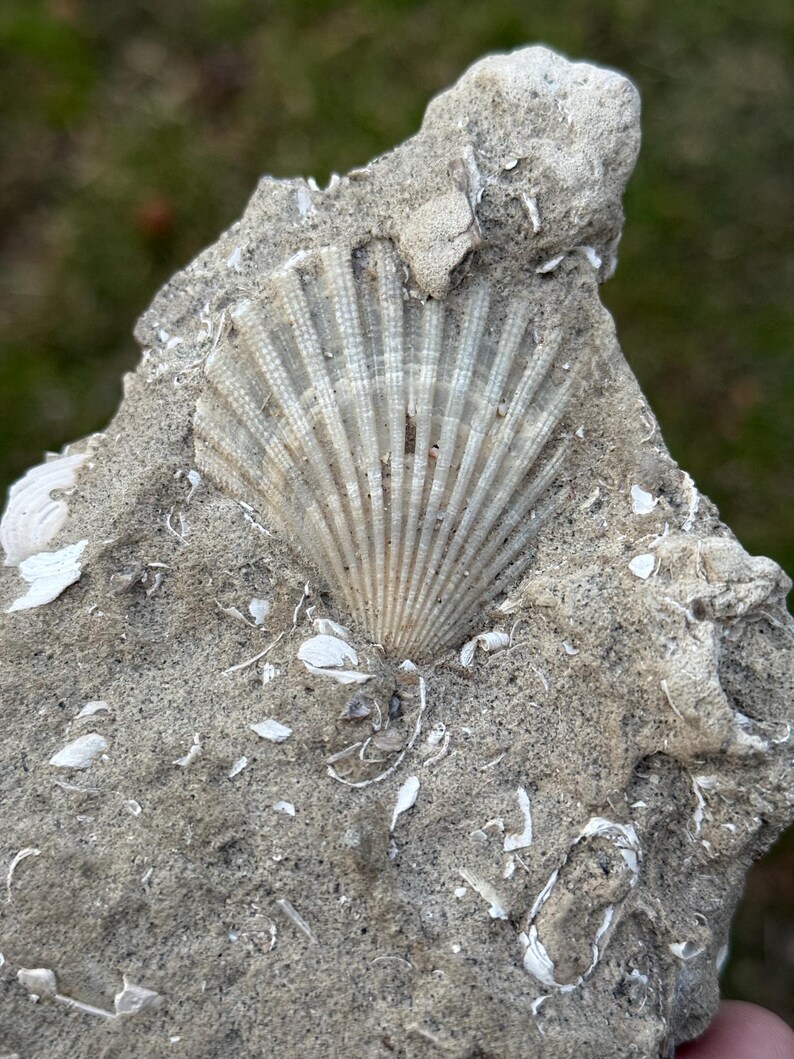 Fossil Zone 10 Calvert Formation Concretion With Chesapectens, Calvert ...