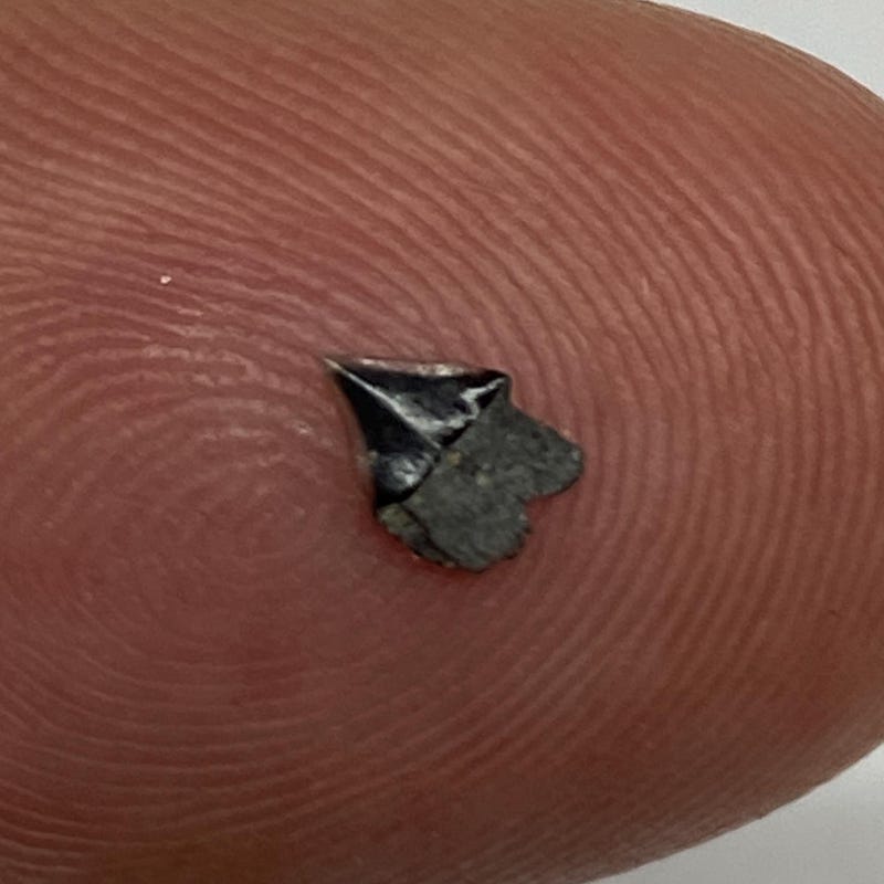 Shark Tooth Cookie Cutter - Etsy