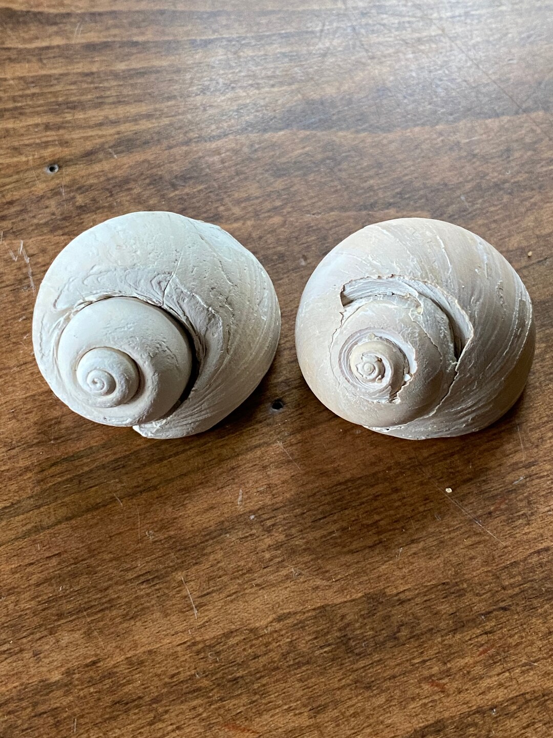 2 Fossilized Moon Snail shark Eye Shells From Calvert Cliffs, Maryland ...