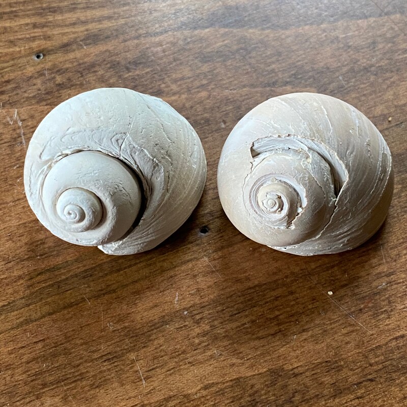 Moon Snail - Etsy