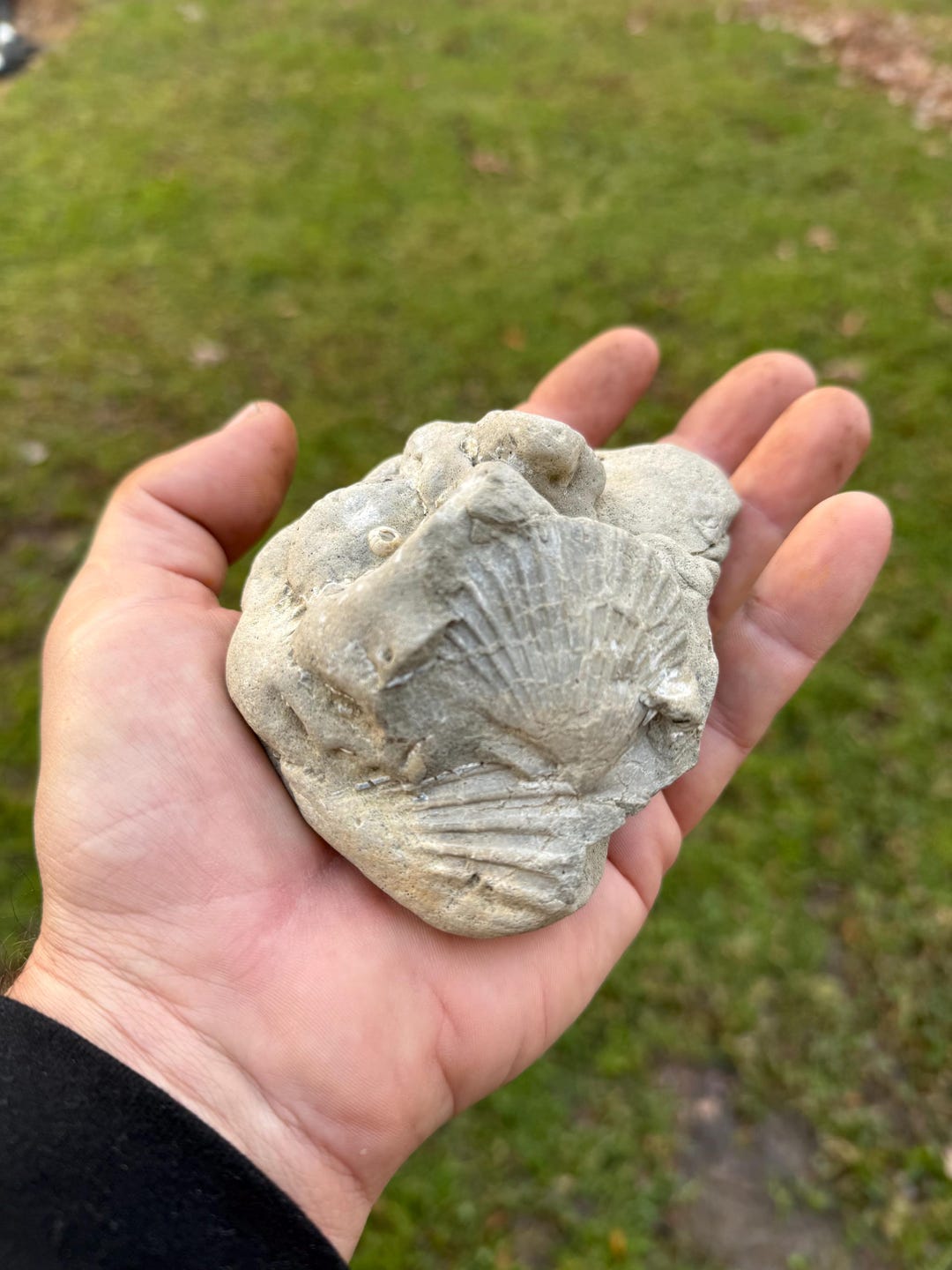Concretion With Chesapecten Mold, Miocene, Northern Calvert Formation ...