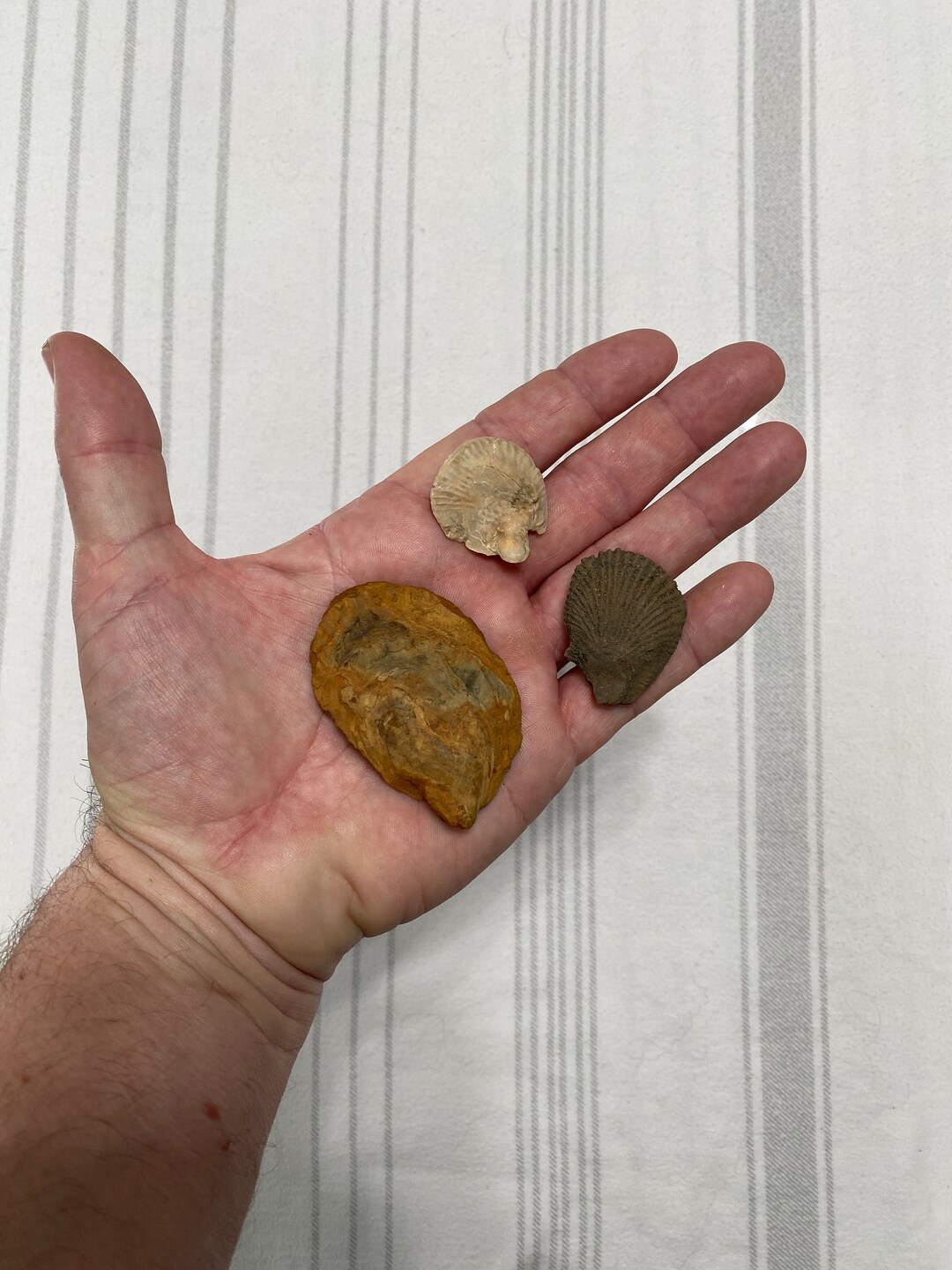 3 Fossilized Paleocene Oyster Shells From Maryland Intact - Etsy