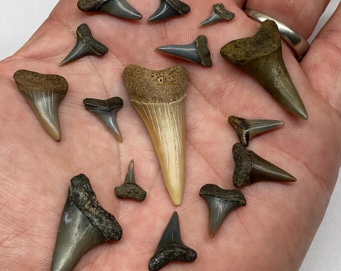 15 Fossilized Hastalis Shark Teeth From Calvert Cliffs, Maryland - Etsy