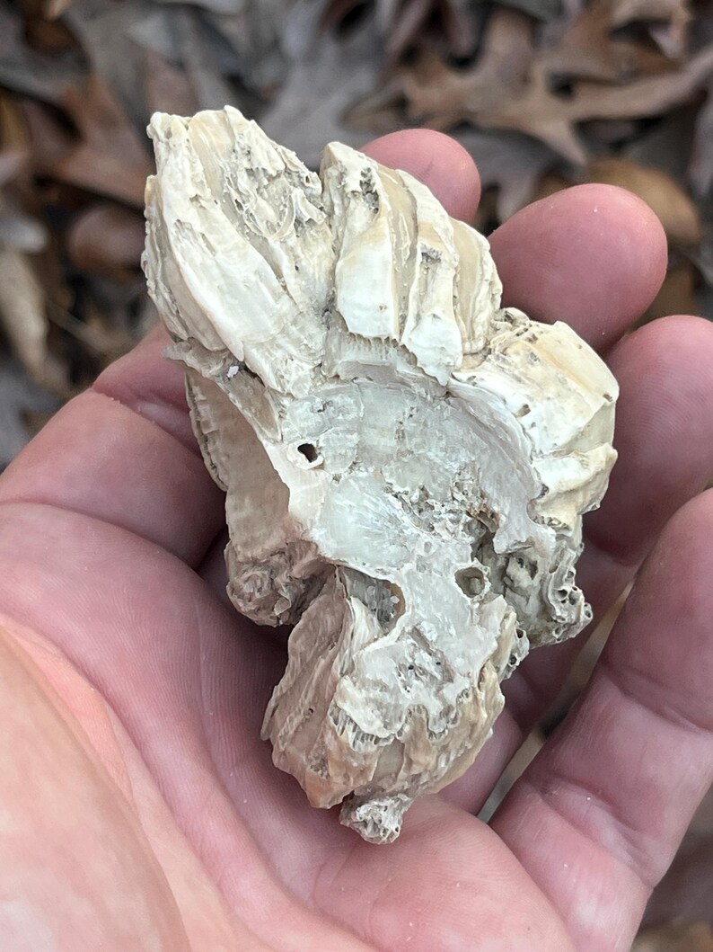 Fossilized Barnacle Cluster, Choptank Formation, Calvert Cliffs ...