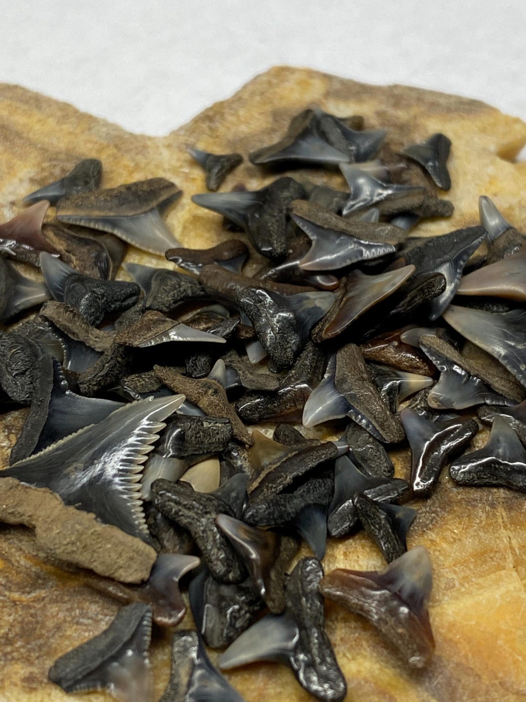 80 Fossilized Mixed Miocene Shark Teeth, Calvert Formation, Calvert ...