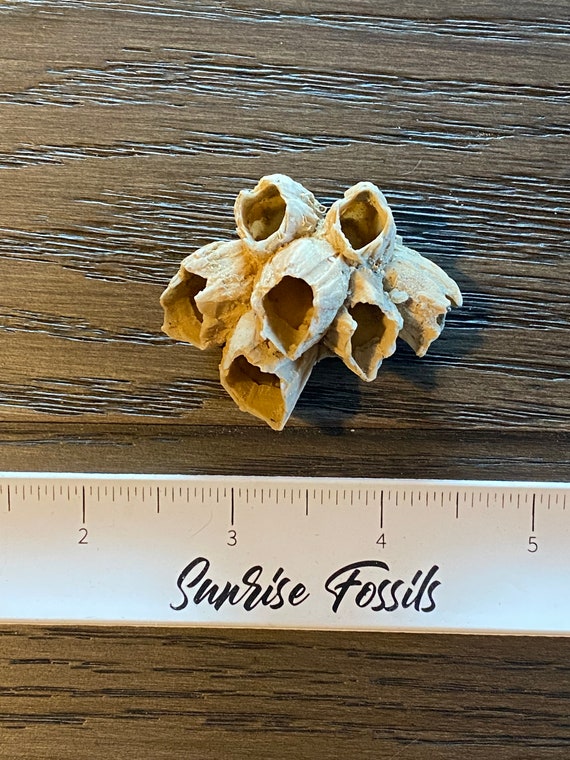 Art & Collectibles Collectibles 2 Fossilized Barnacle Clusters from ...