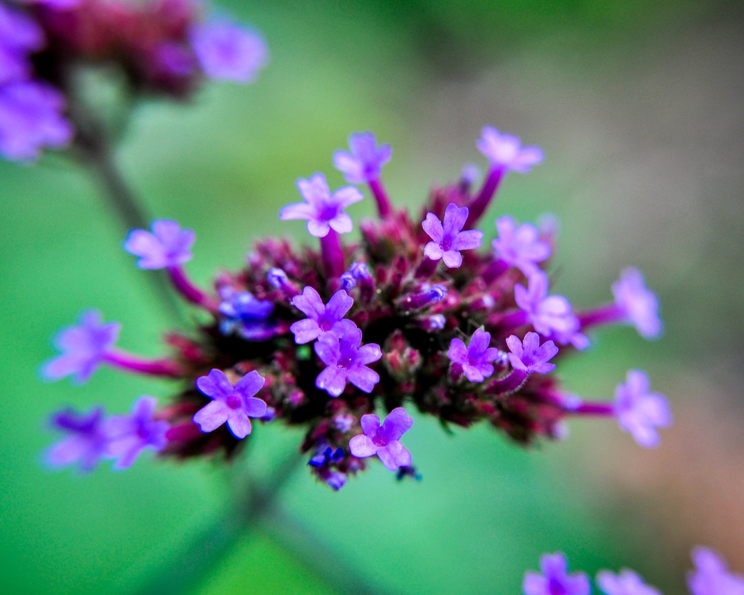 Purple Flower Large Wall Art Photography Print Verbena Vervain Macro ...