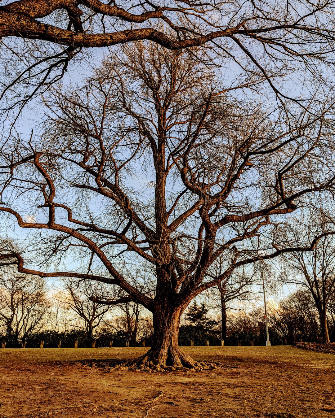 Old Tree of Life Wall Art | Large Fall Photography Print | Fort Tryon ...