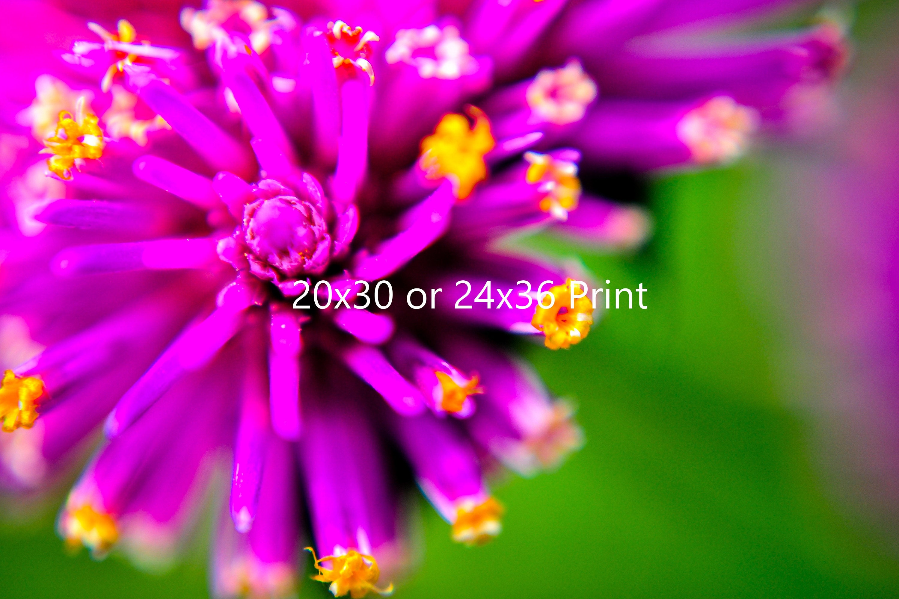 Globe Amaranth Flower Large Wall Art Photography Print Pink and Yellow ...