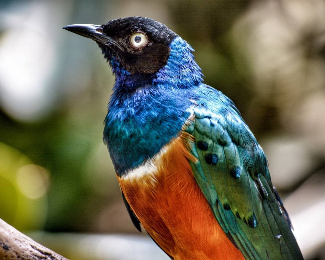 Splendid Starling Wall Art | Wildlife Photography Print | Iridescent ...