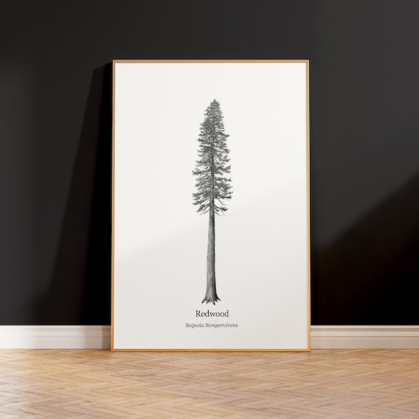 Redwood Tree Art - Etsy