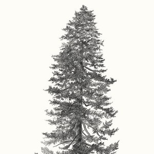 Redwood Tree Illustration Art Print - Etsy