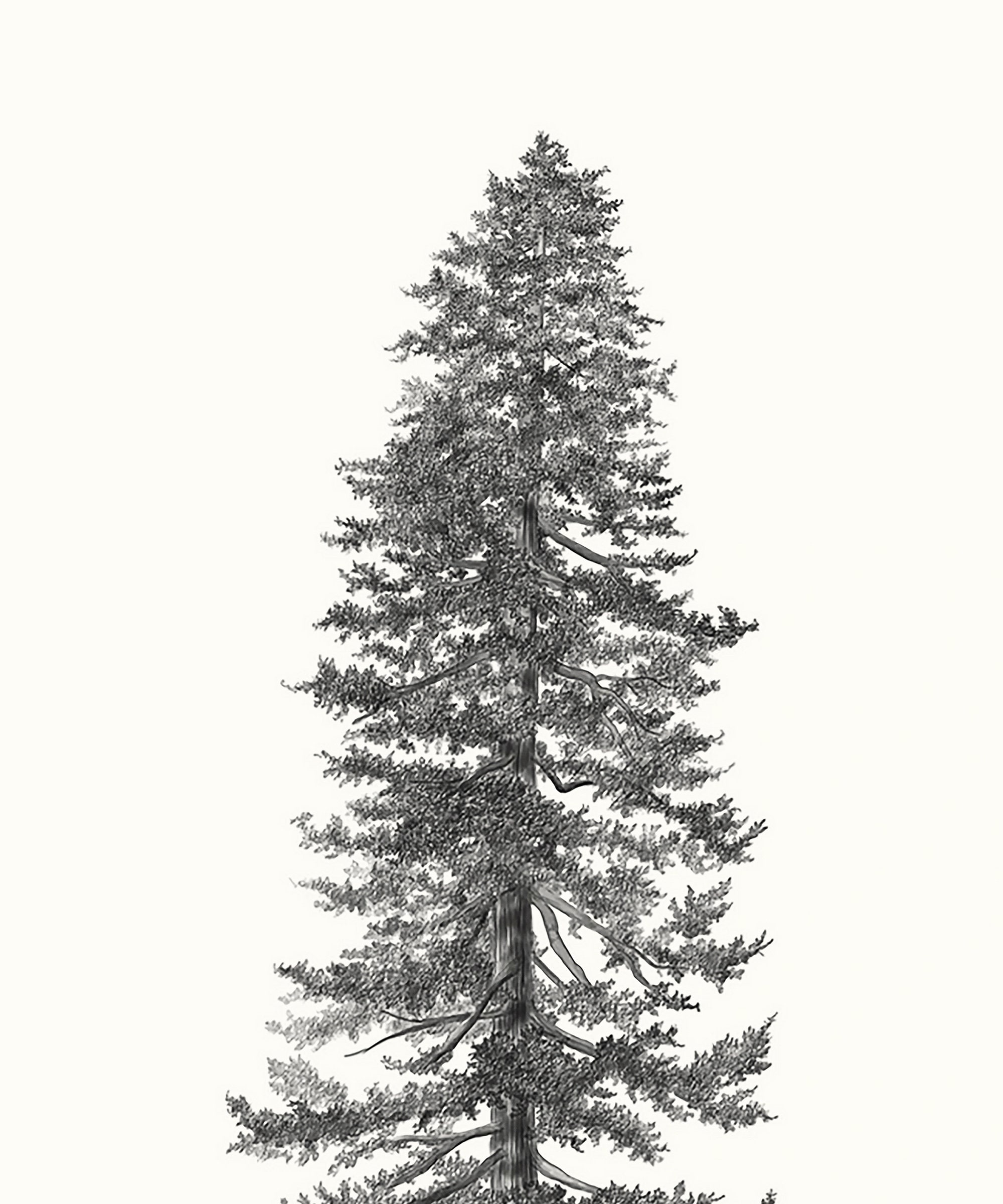 Redwood Tree Illustration Art Print - Etsy