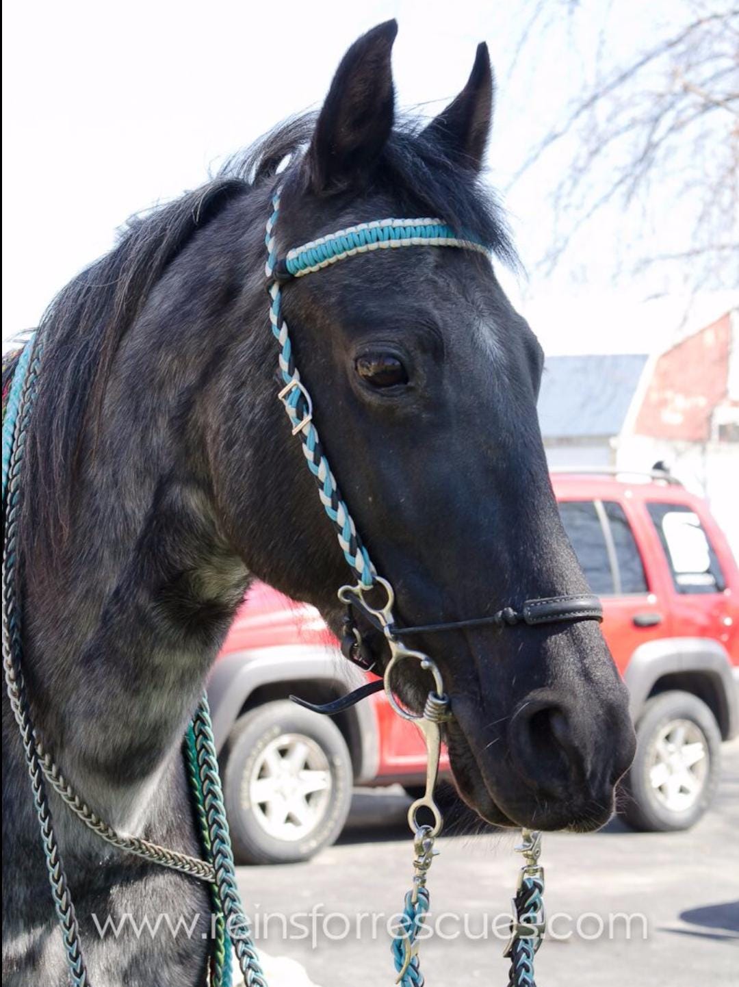 Custom Paracord Headstall With Matching Reins Option - Etsy