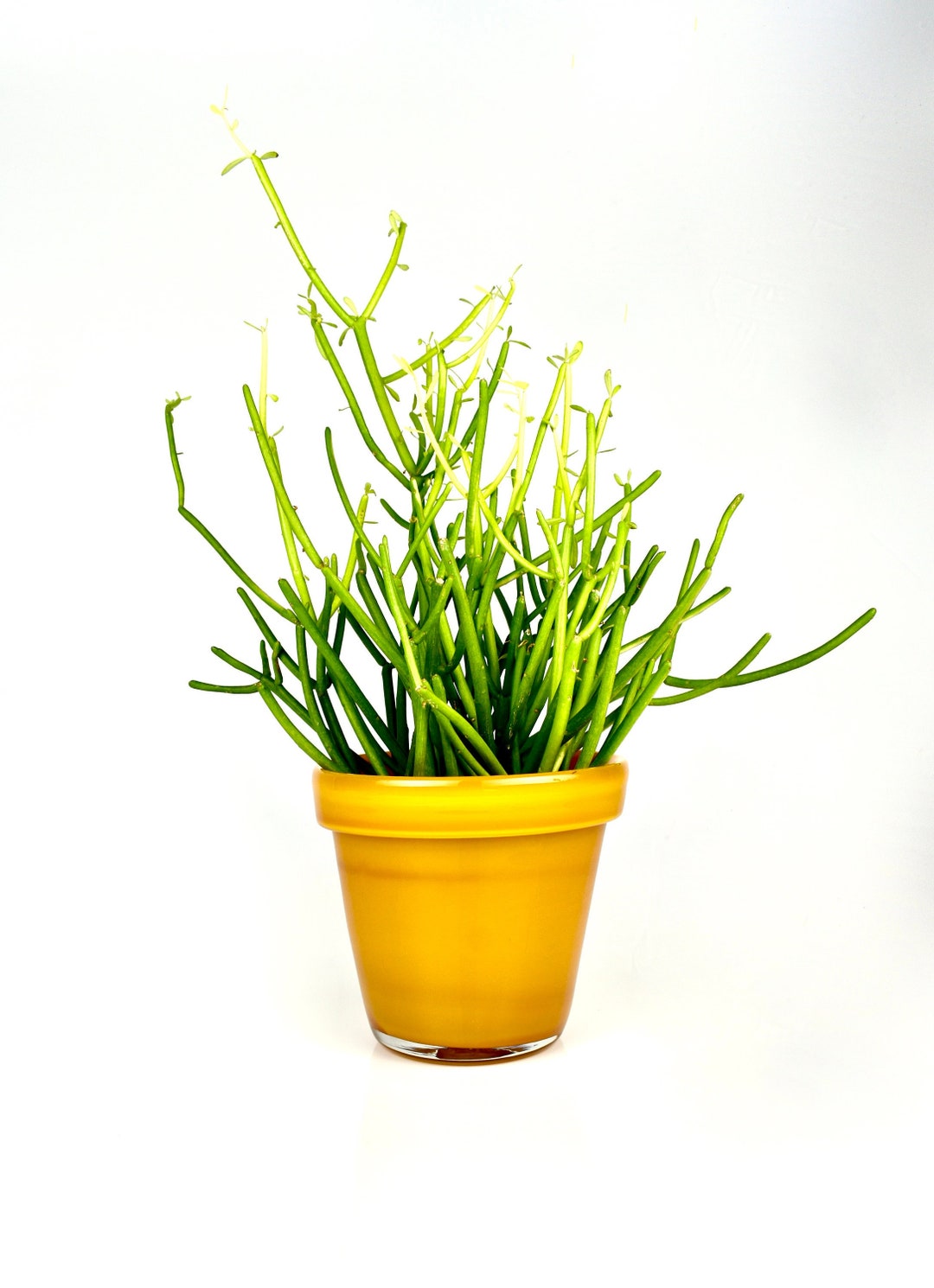 Hand Blown Glass Flower Pot: Sunshine Golden Tan Planter - Etsy