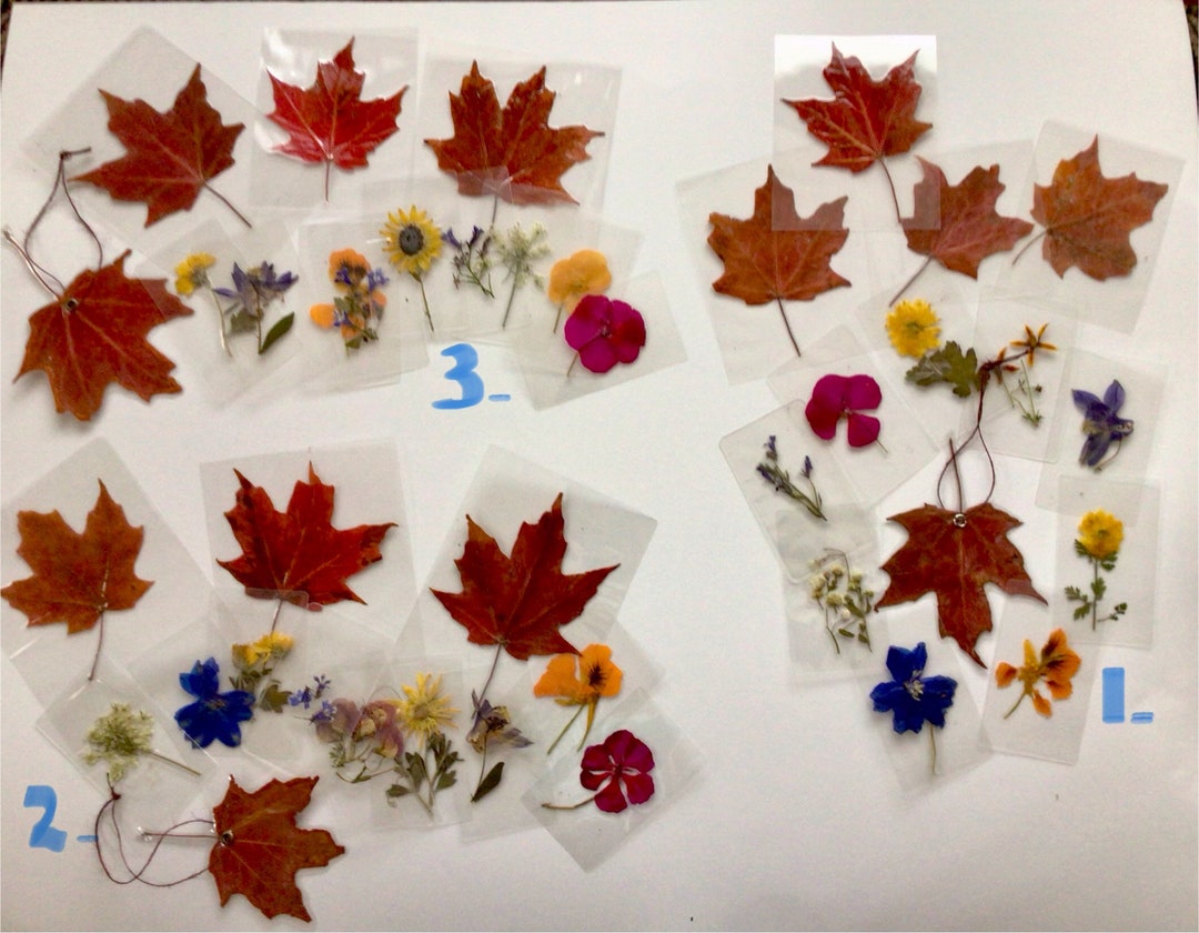 Laminated Real Pressed Flower and Leaf Specimens for Journals, Cards ...