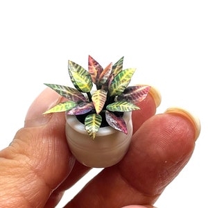 Miniature Plant Croton Handmade 1:12 Scale 2 Sizes - Etsy