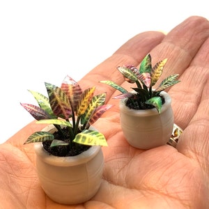 Miniature Plant Croton Handmade 1:12 Scale 2 Sizes - Etsy