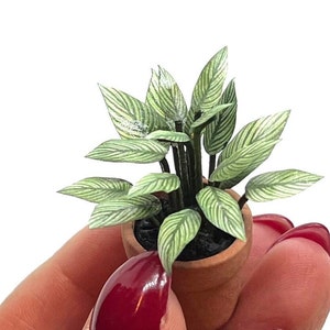 Miniature Plant, Calathea Vittata, Handmade, 1/12 Scale - Etsy
