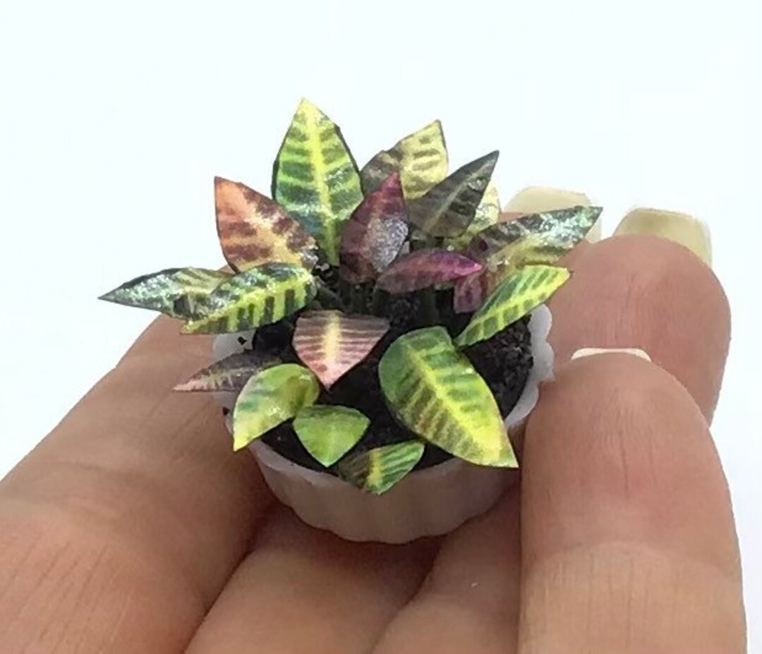 Miniature Plant Croton Handmade 1:12 Scale - Etsy