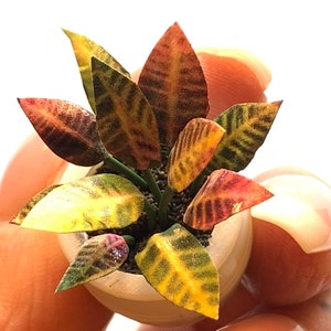 Miniature Plant Croton Handmade 1:12 Scale 2 Sizes - Etsy