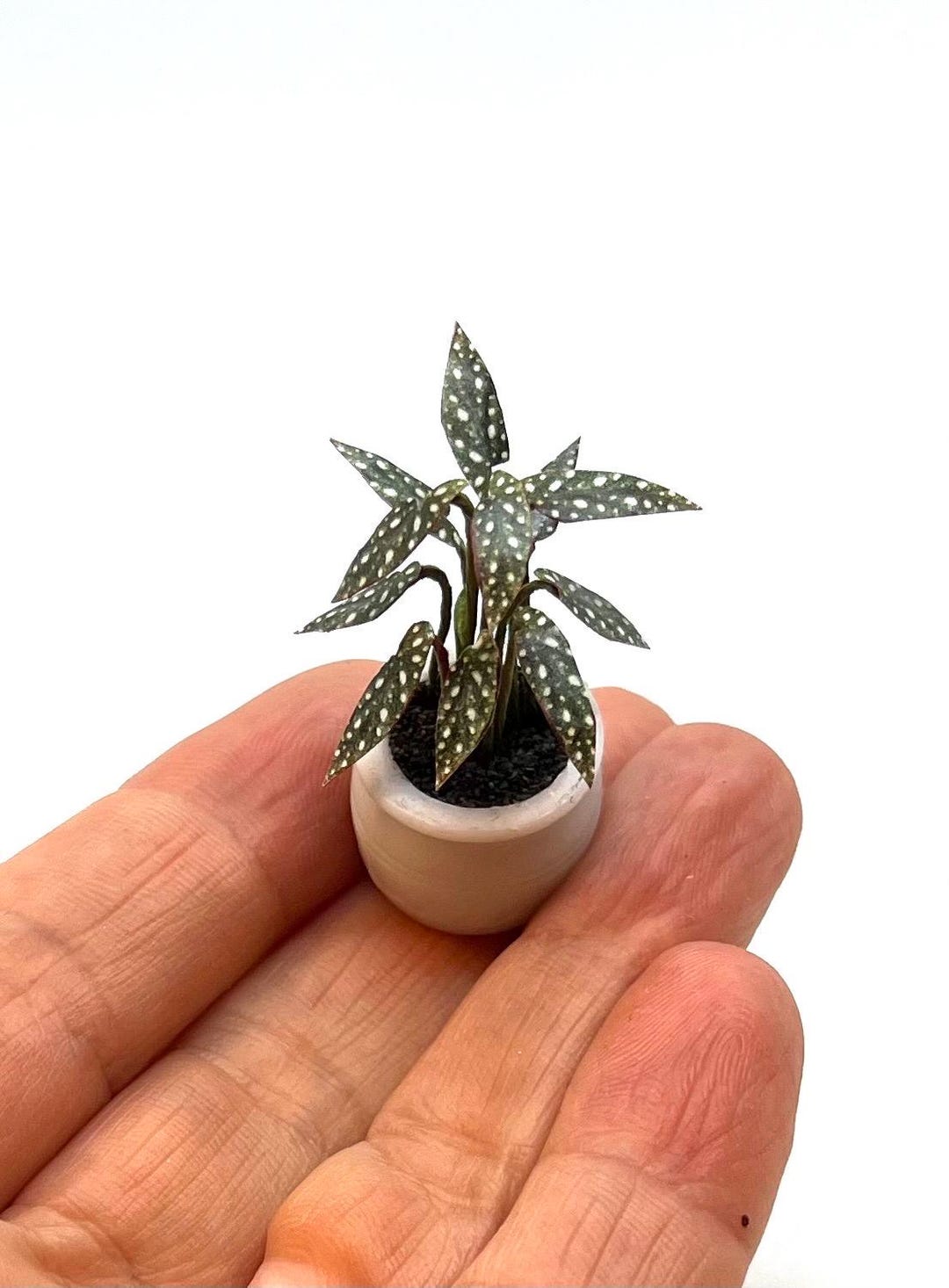 Miniature Plant, Begonia Maculata, Handmade, 1/12 Scale - Etsy