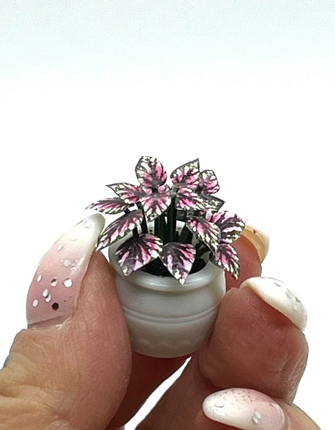 Miniature Plant, Begonia Painter's Palette, Handmade - Etsy