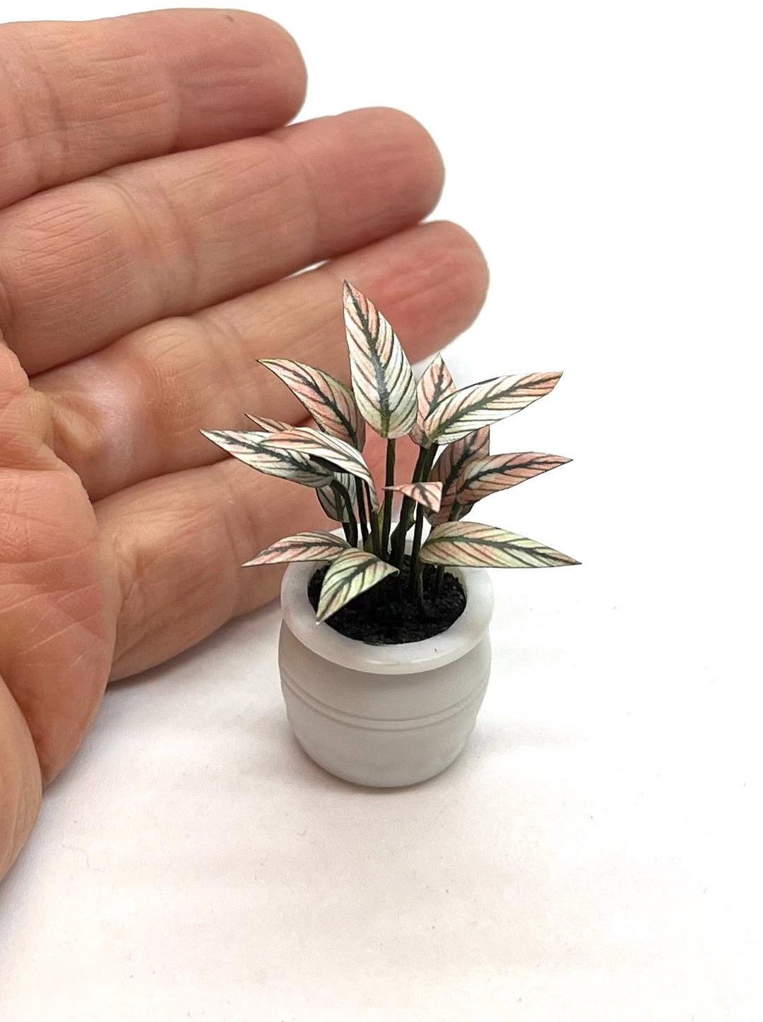 Miniature Plant, Calathea White Star, Handmade, 1/12 Scale - Etsy