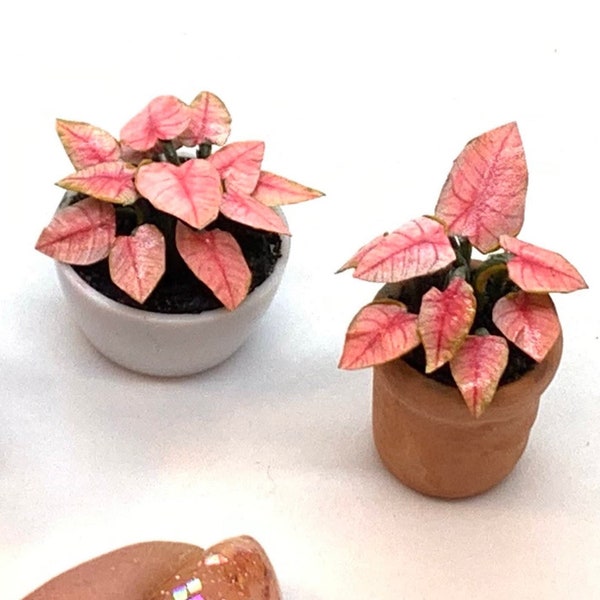 Caladium - Etsy
