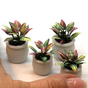 Miniature Plant Croton Handmade 1:12 Scale 2 Sizes - Etsy