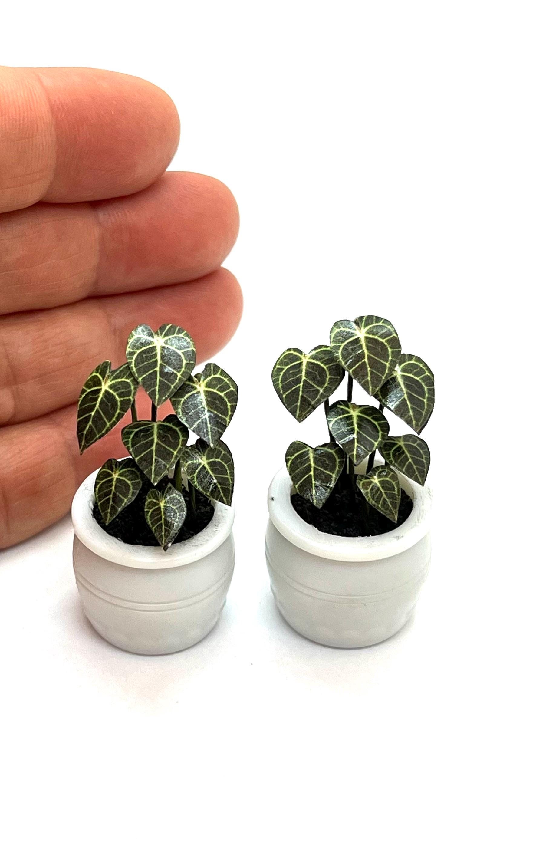 Miniature Plant, Anthurium Crystallium, Handmade, 1/12 Scale - Etsy