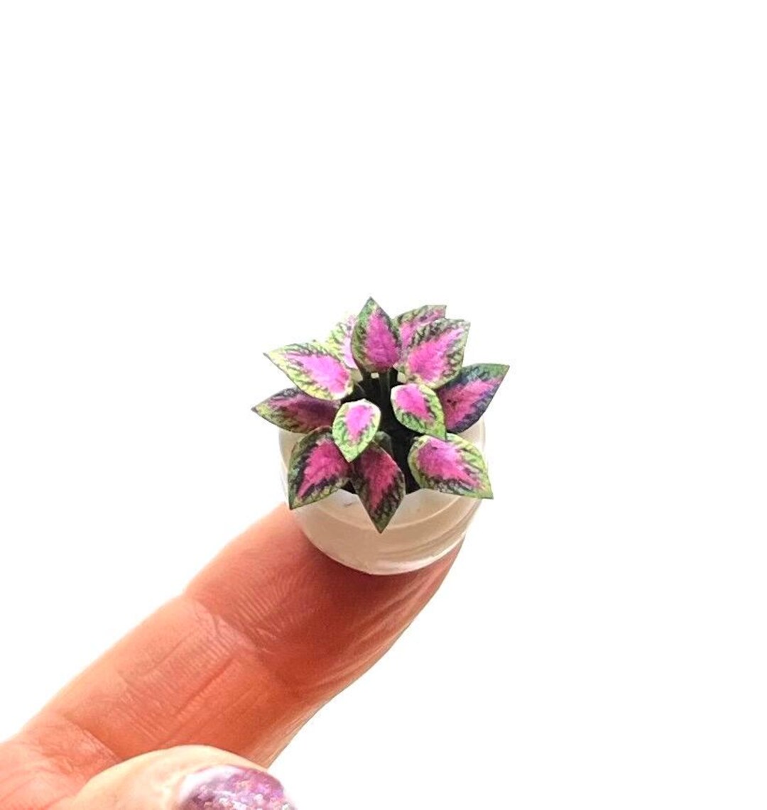 Miniature Plant, Coleus China Rose, Handmade, 1/12 Scale - Etsy