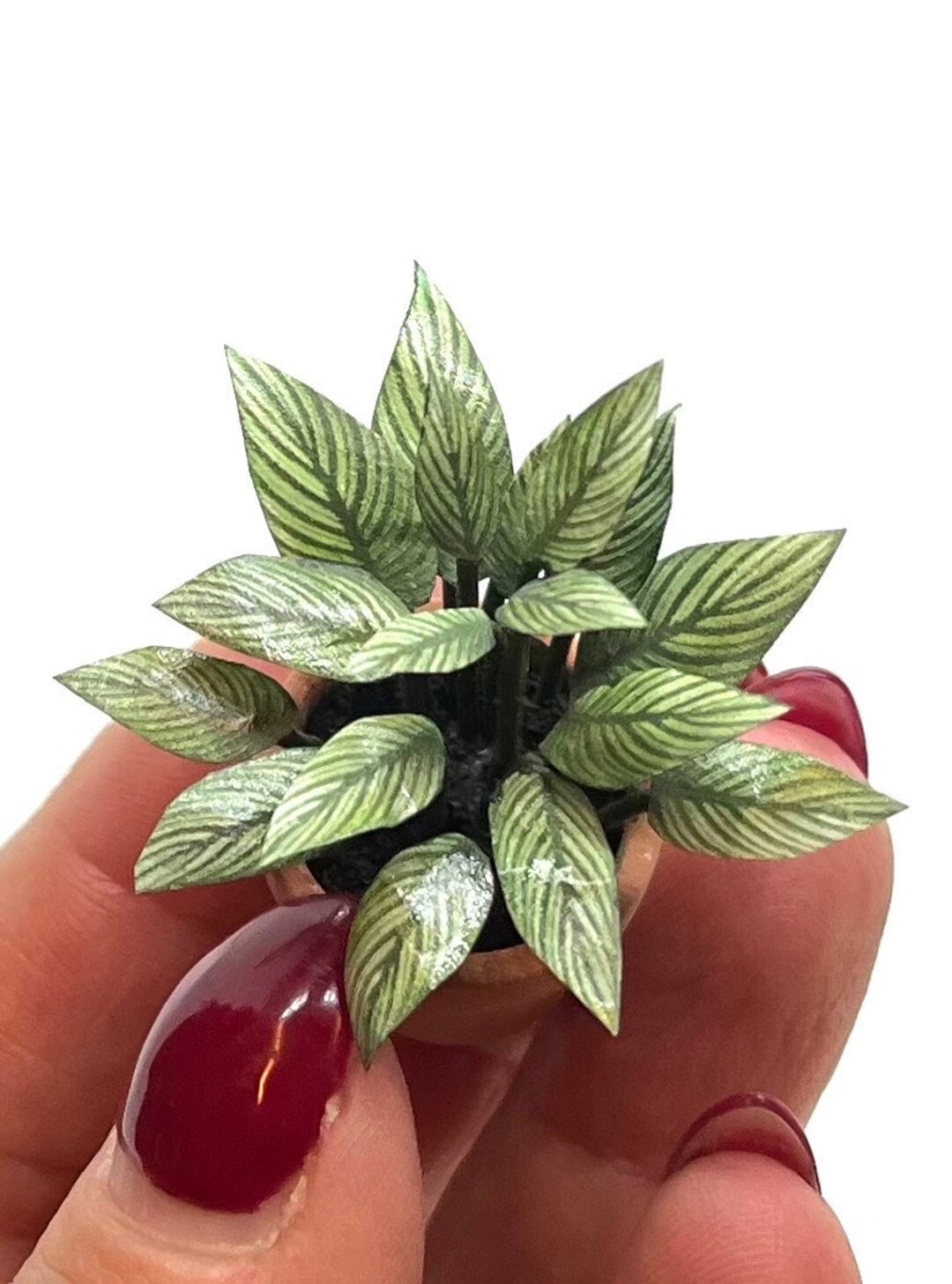 Miniature Plant, Calathea Vittata, Handmade, 1/12 Scale - Etsy