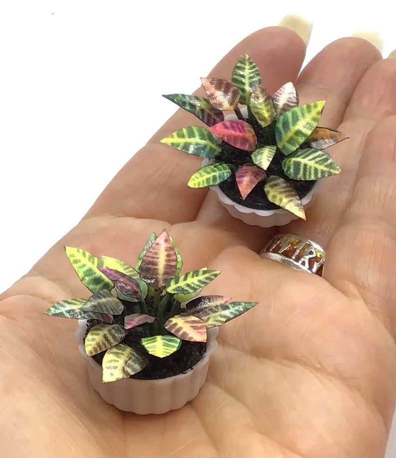 Miniature Plant Croton Handmade 1:12 Scale - Etsy