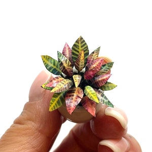 Miniature Plant, Croton, Handmade, 1:12 Scale, 2 Sizes - Etsy