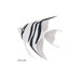 Angelic Aquarium: Stunning Angel Fish Machine Embroidery Design ...