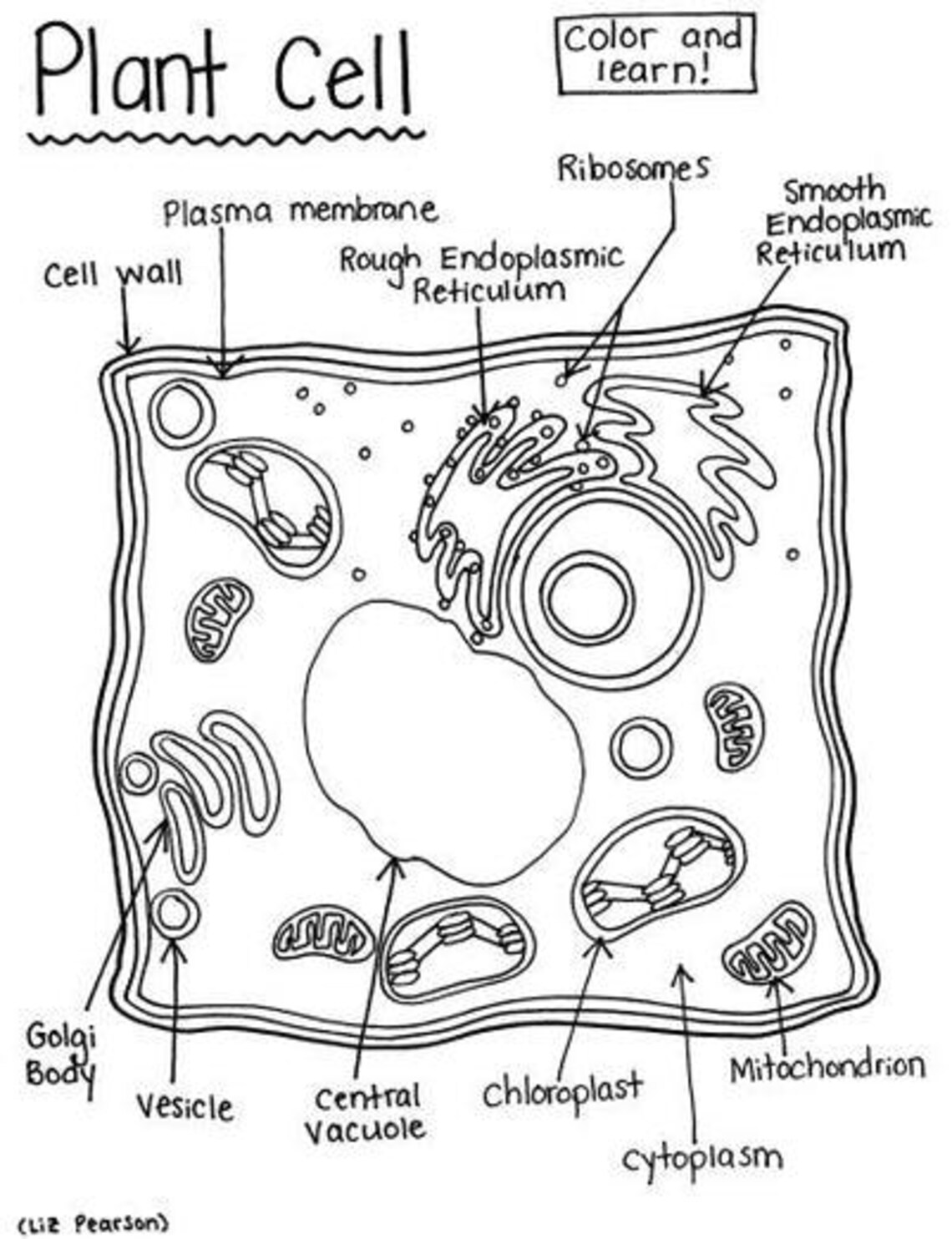 Plant Cell Coloring Page - Hand-drawn Printable Biology Worksheet ...
