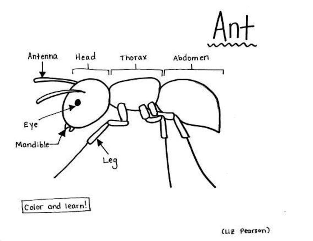 Ant Anatomy Coloring Page - Printable Science Worksheet - Homeschool ...