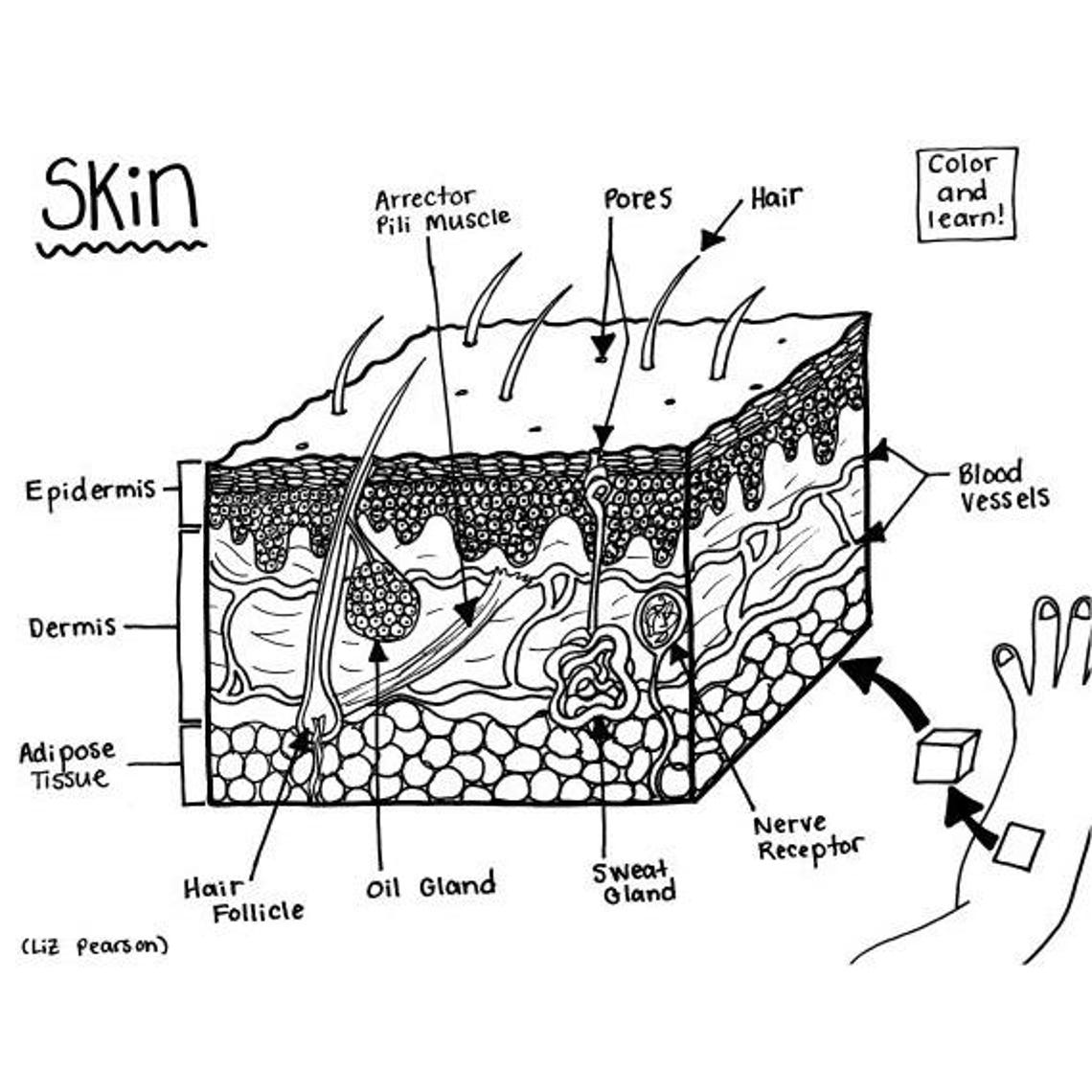 Human Skin Anatomy Coloring Page - Hand-drawn Printable Dermatology ...