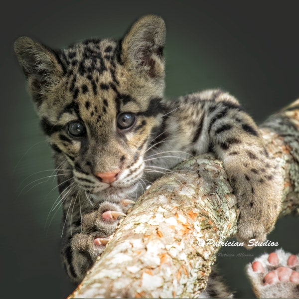 Clouded Leopard - Etsy