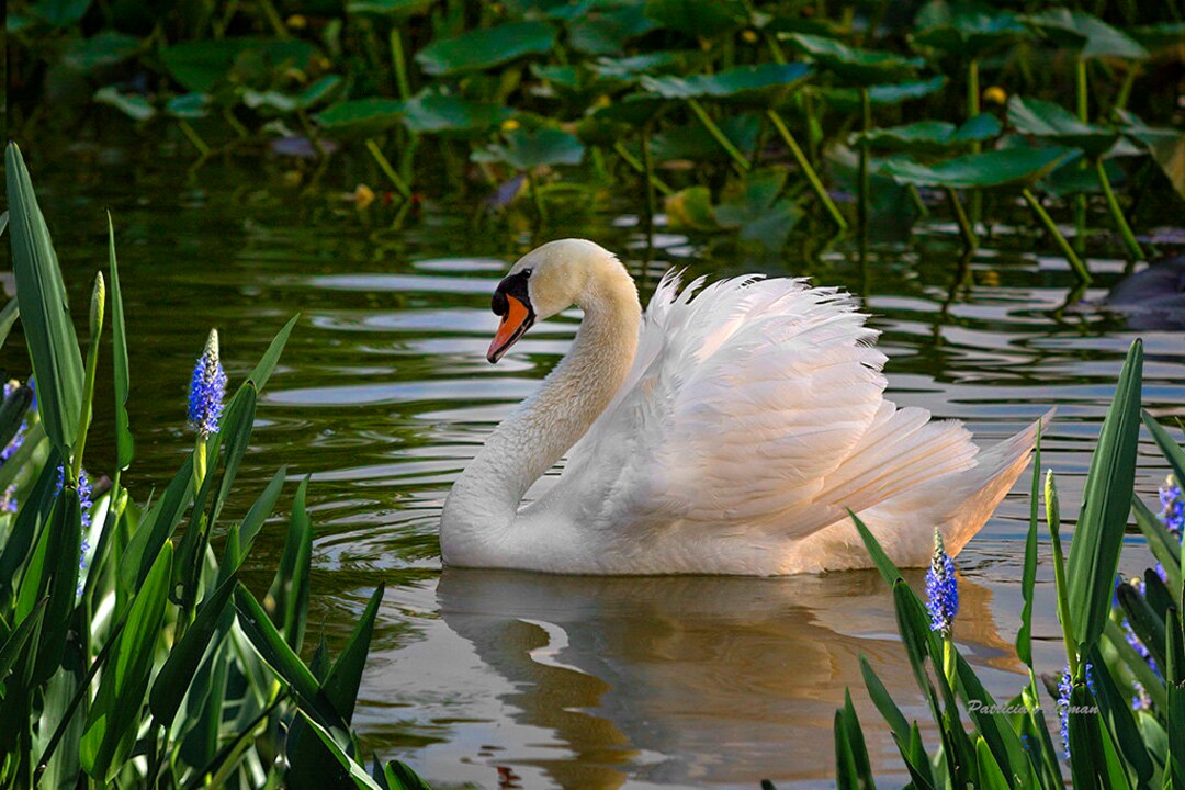 Photograph of a Swan, Mute Swan: the Guard MS 100 - Etsy