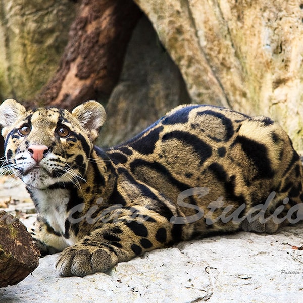 Clouded Leopard - Etsy
