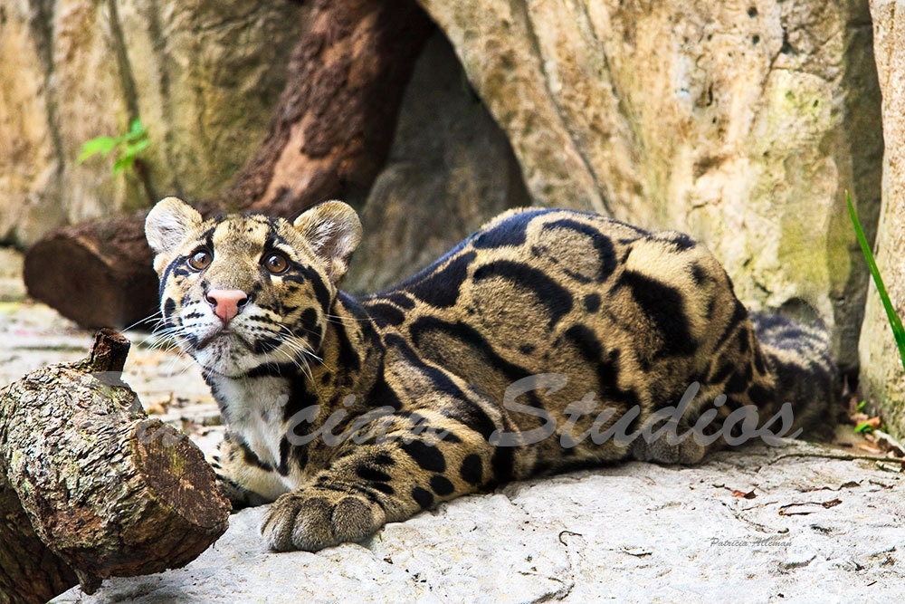 Fat Clouded Leopard