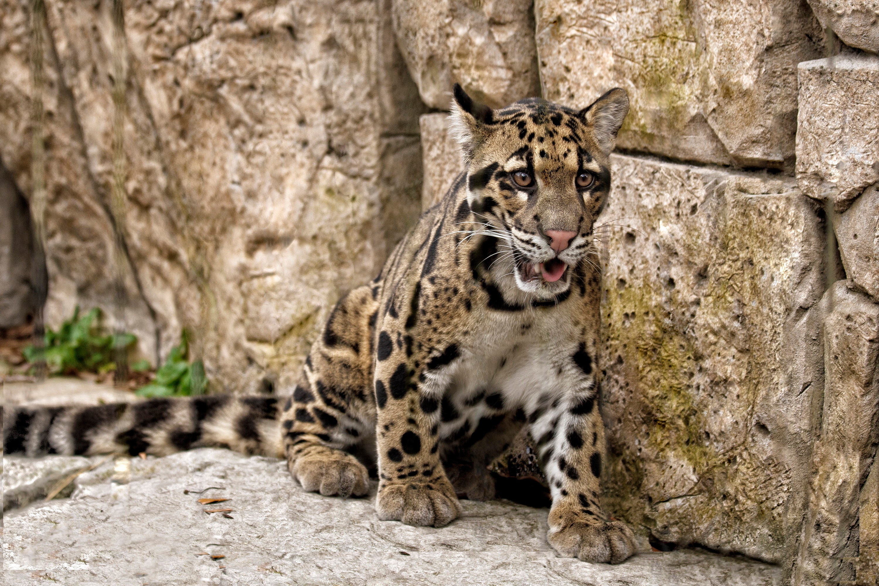 Clouded Leopard Mother And Cubs