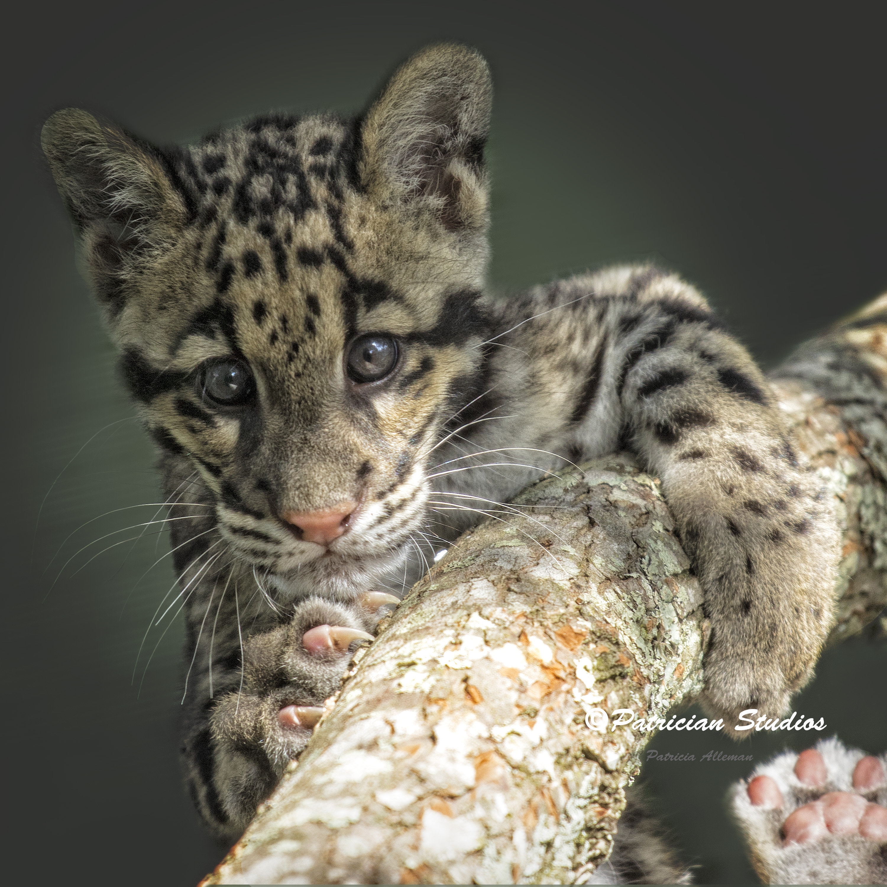 Clouded Leopard Cubs In The Wild